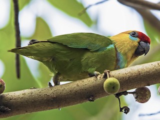 Large Fig-Parrot - eBird