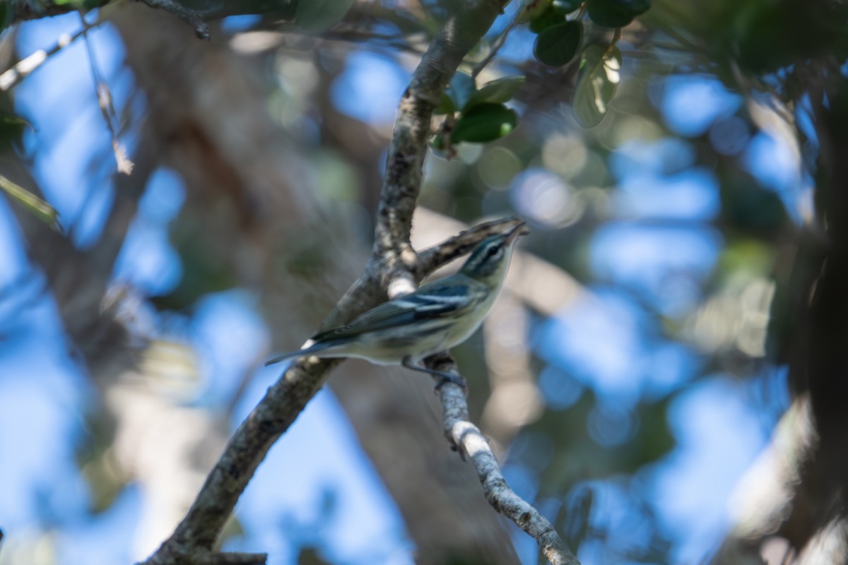 eBird Checklist - 11 Sep 2023 - Frenchman's Forest Nature Preserve - 16 ...