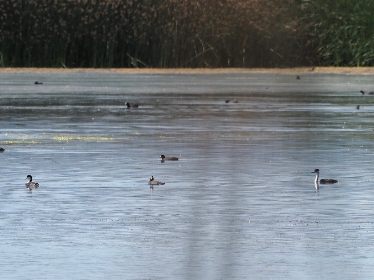 eBird Checklist - 10 Sep 2023 - Piute Ponds (permit required) - 55 ...