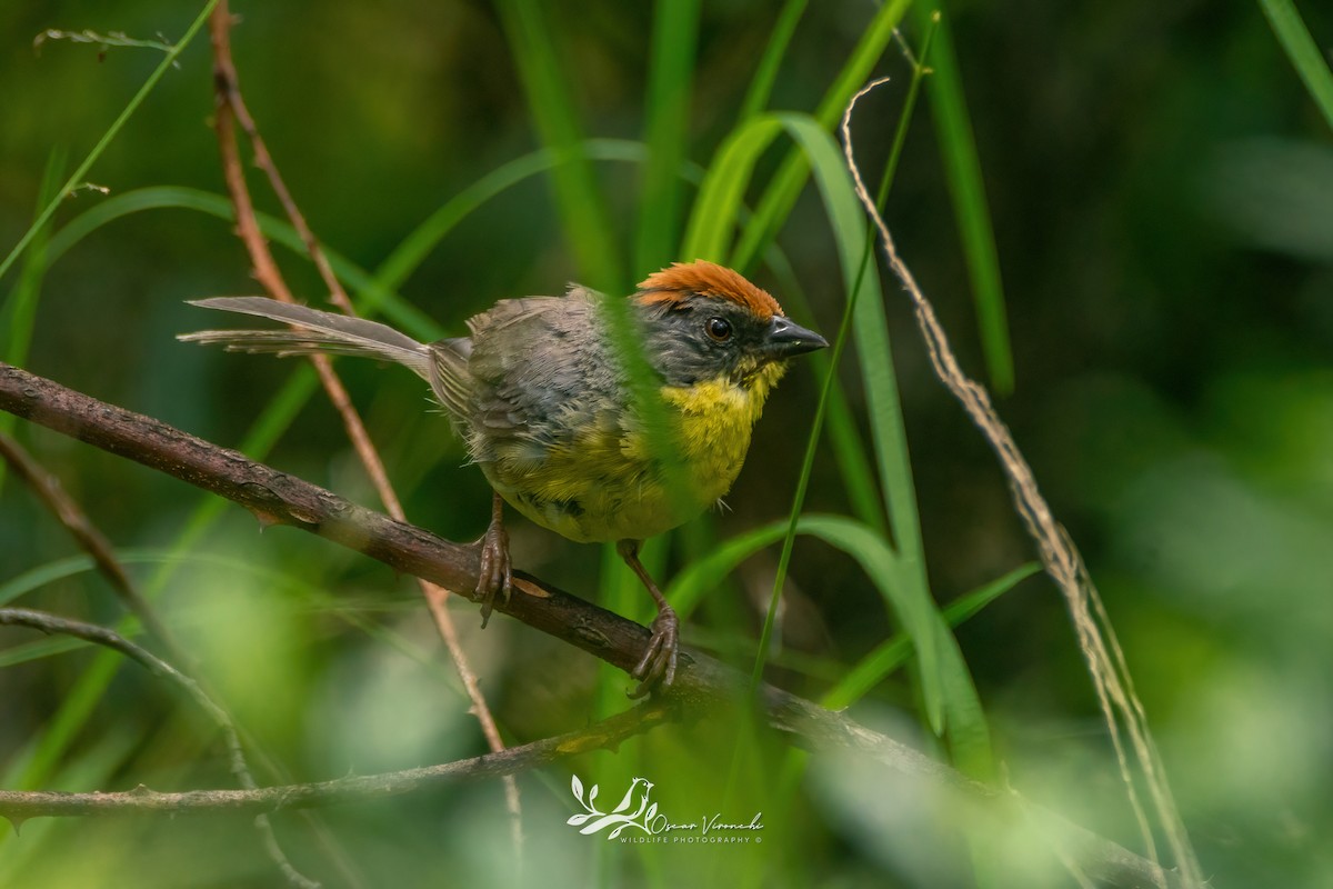 eBird Checklist - 10 Sep 2023 - Camino a la Piedra Bola - 41 species ...