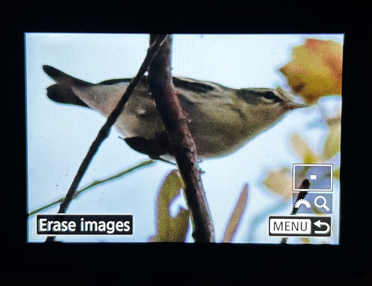 eBird Checklist - 11 Sep 2023 - Frenchman's Forest Natural Area - 4 species