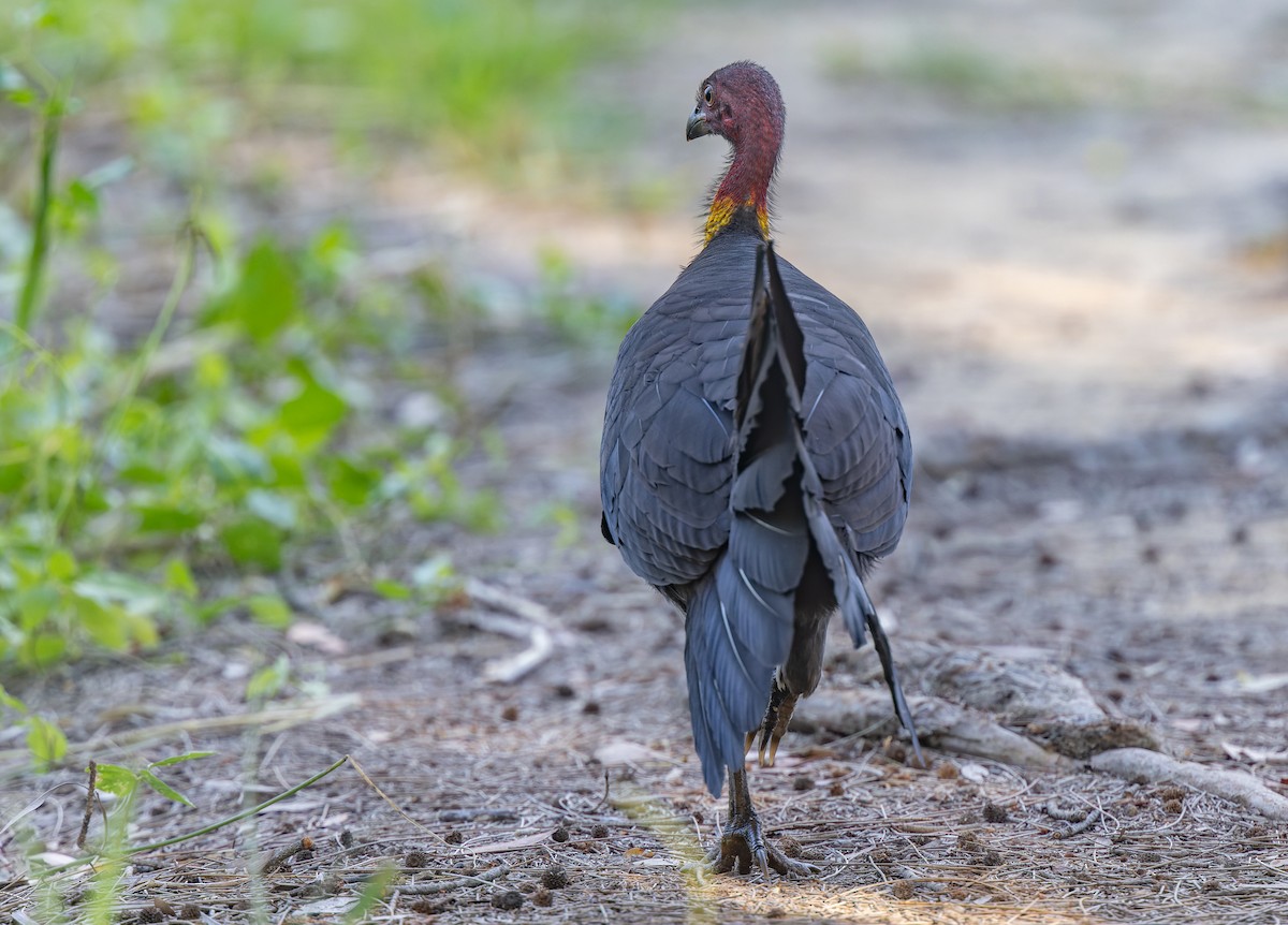 eBird Australia Checklist - 11 Sep 2023 - Sandy Camp Road Wetlands - 67 ...
