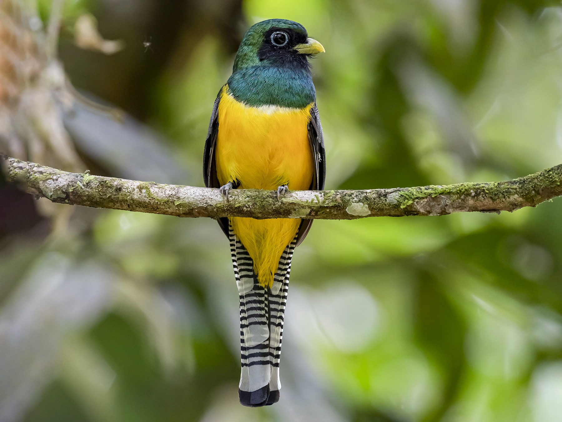Northern Black-throated Trogon - eBird