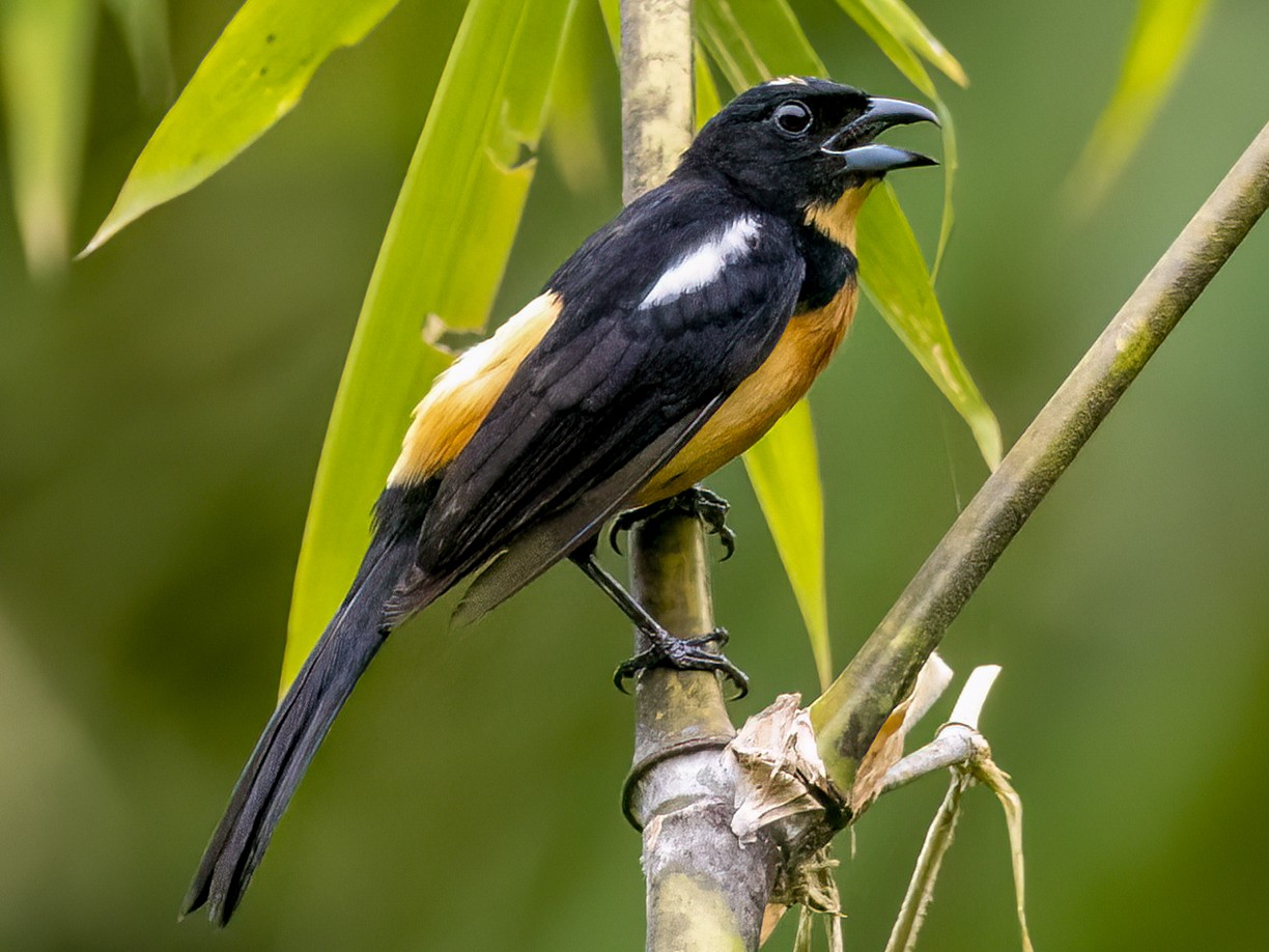 Yellow-crested Tanager - eBird