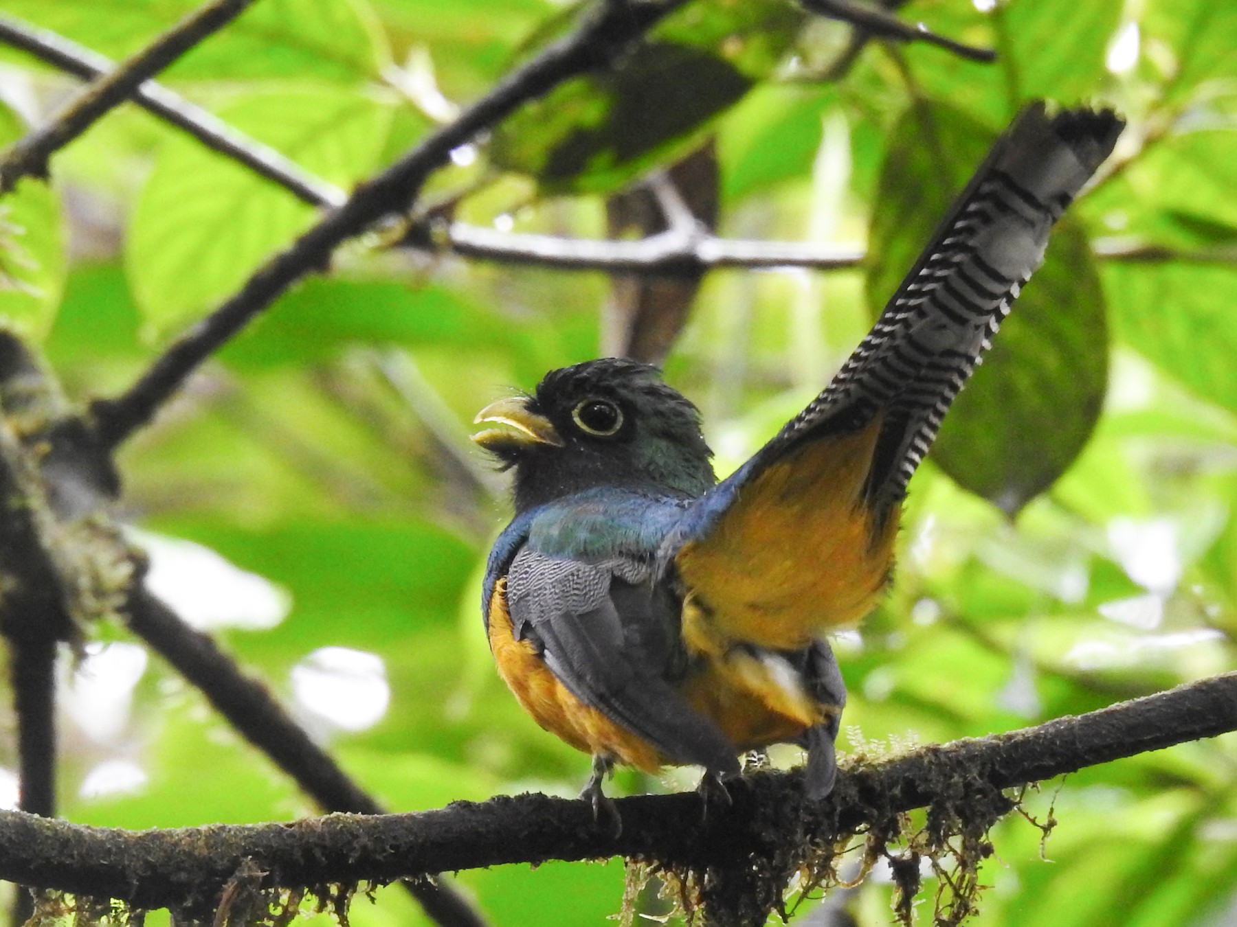Choco Black-throated Trogon - eBird