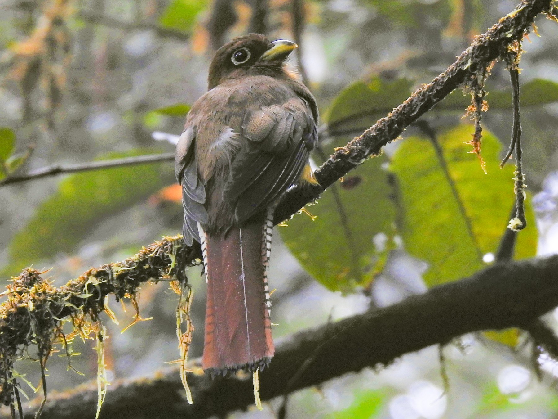 Choco Black-throated Trogon - eBird