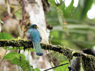 Choco Black-throated Trogon - eBird