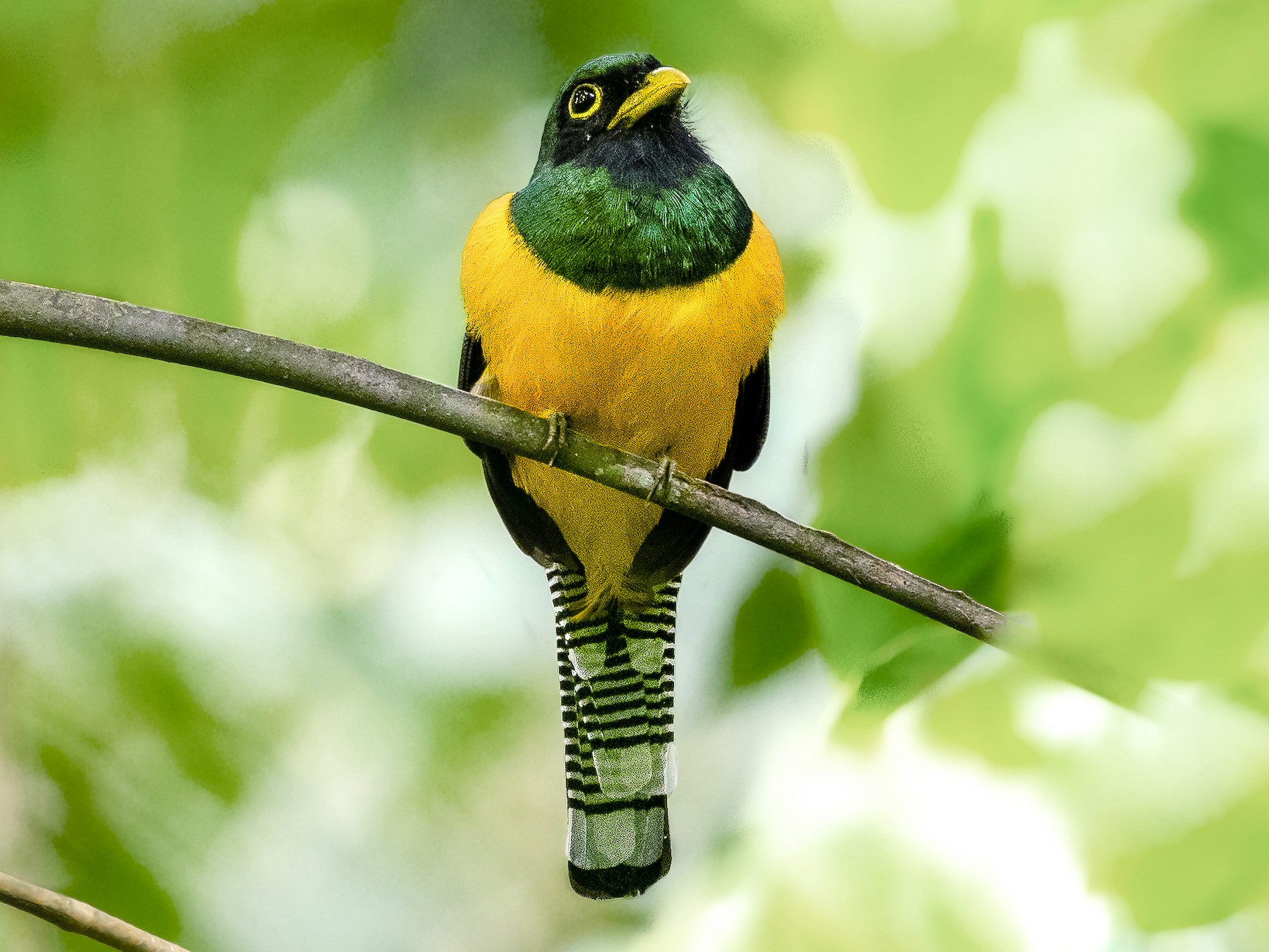 Choco Black-throated Trogon - eBird