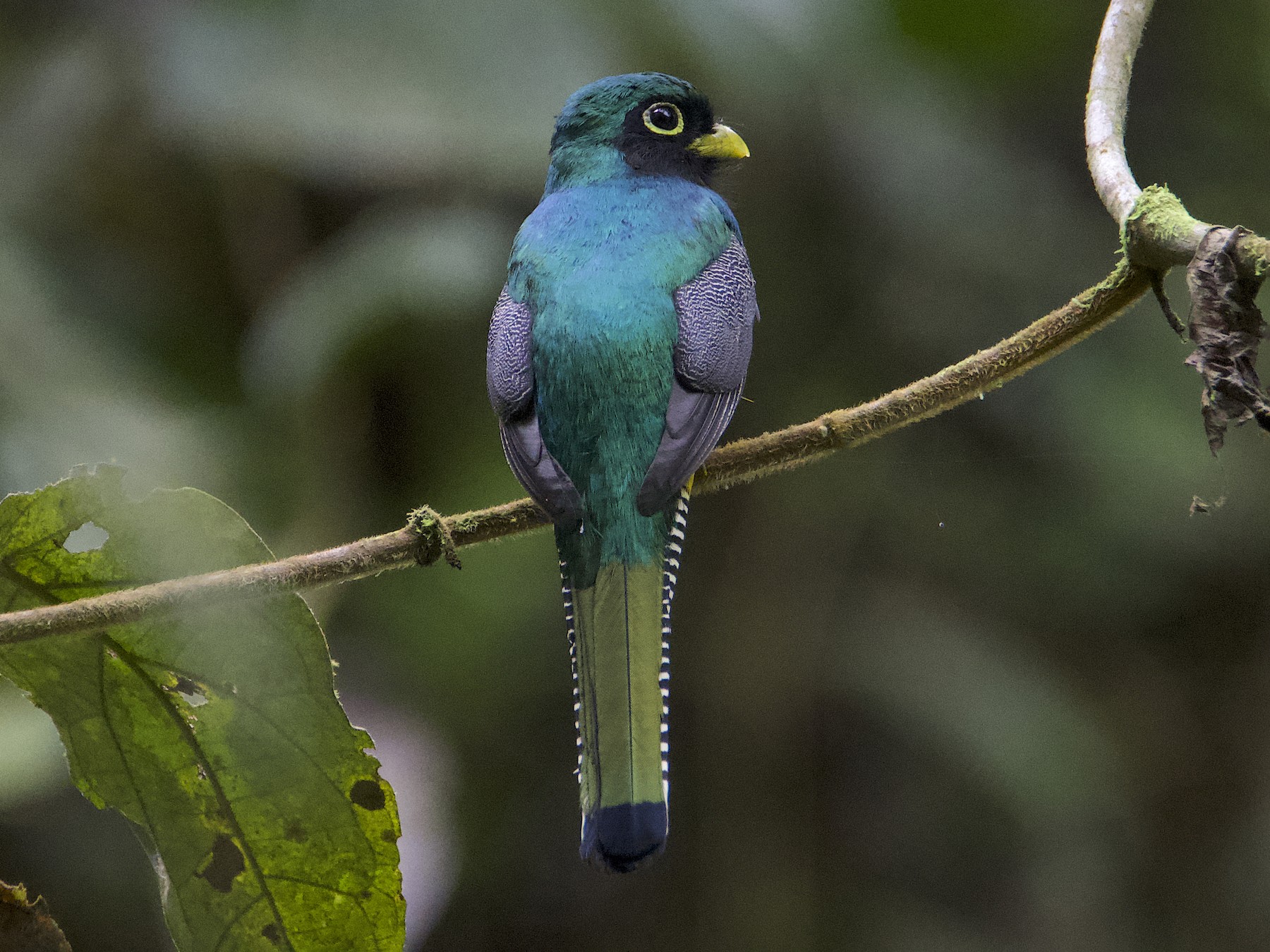 Choco Black-throated Trogon - eBird