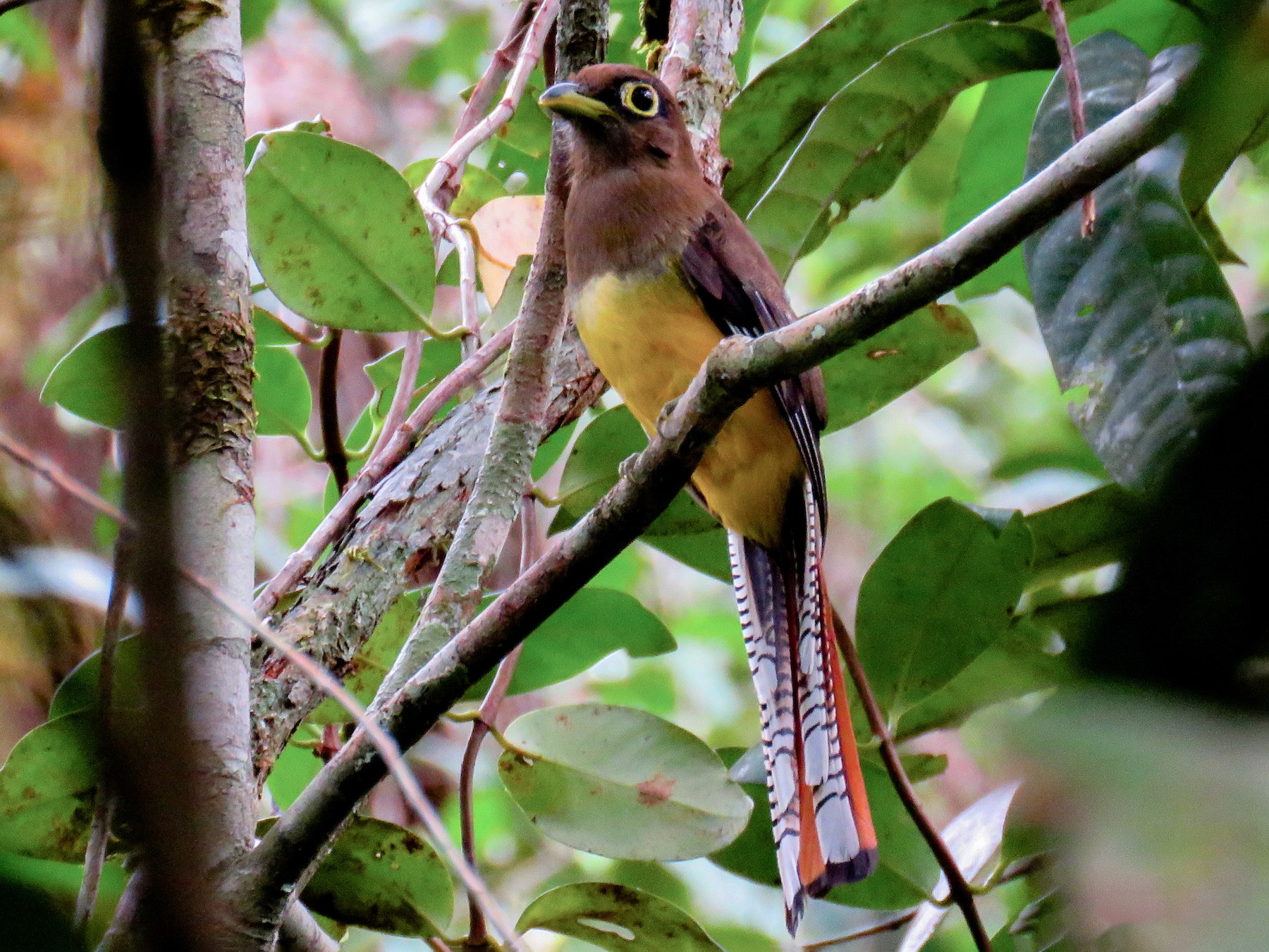 Choco Black-throated Trogon - eBird