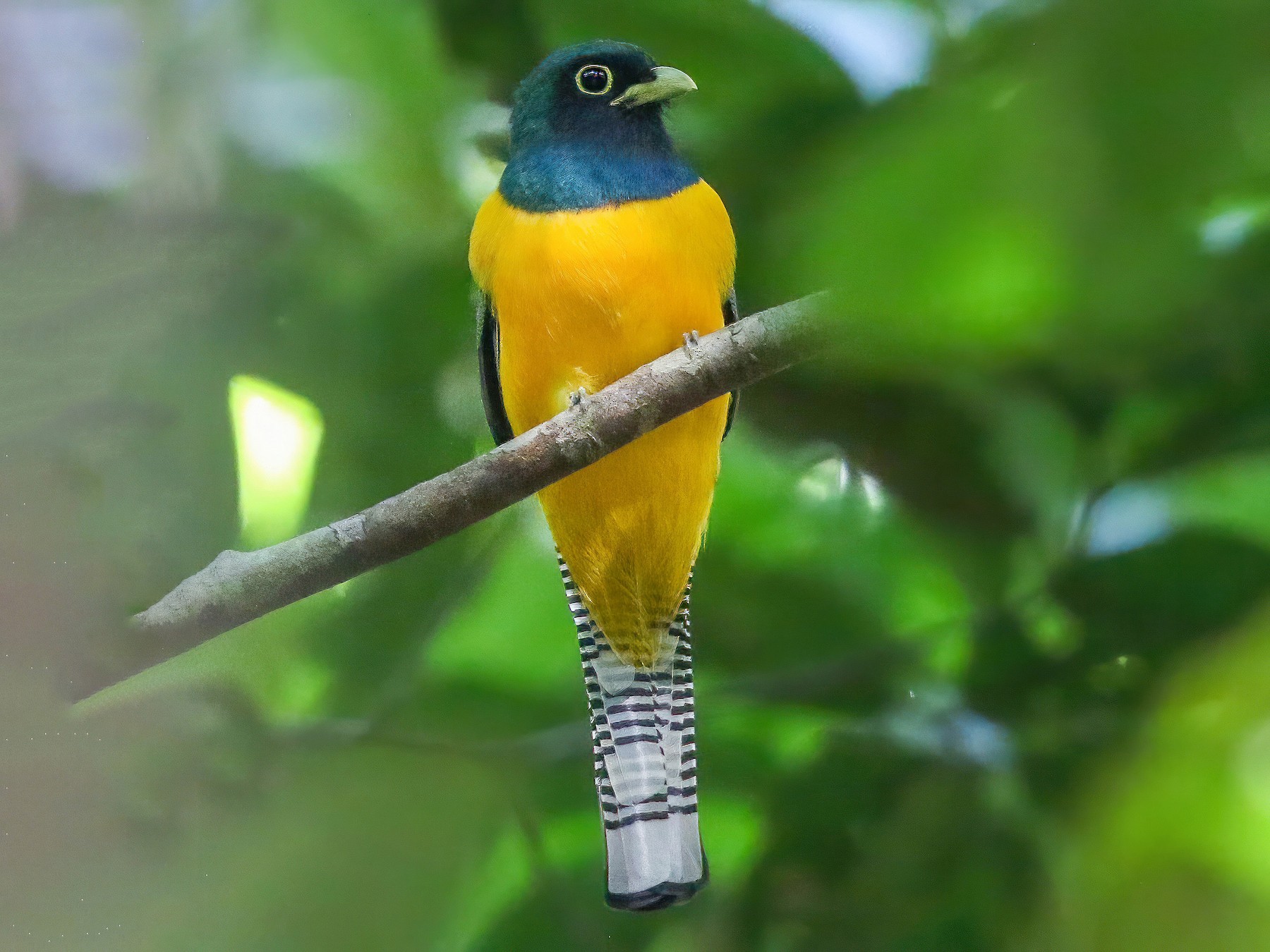 Amazonian Black-throated Trogon - eBird
