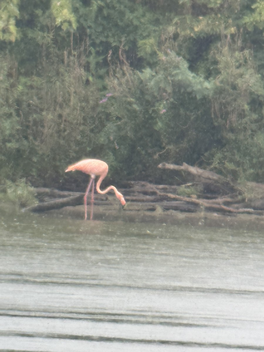 eBird Checklist - 12 Sep 2023 - stakeout American Flamingo, Gallatin Co ...
