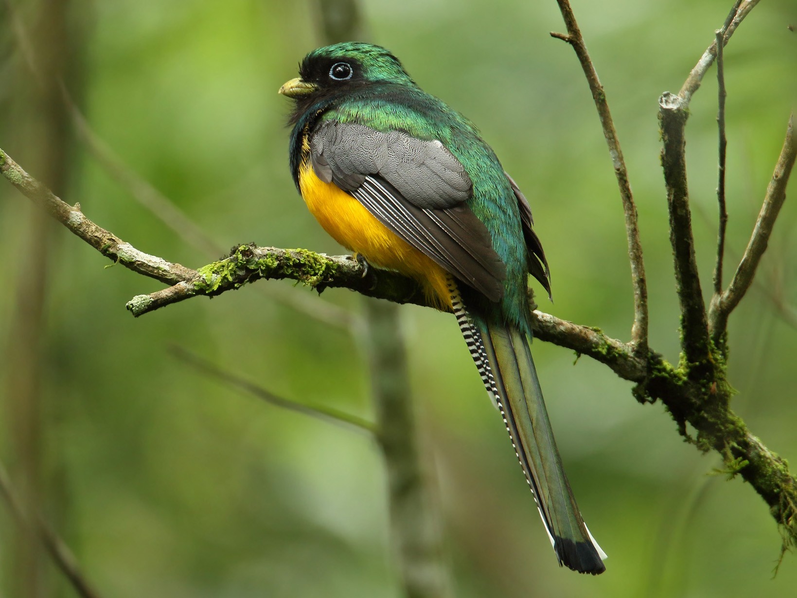 Black-throated Trogon (chrysochloros/muriciensis) - eBird