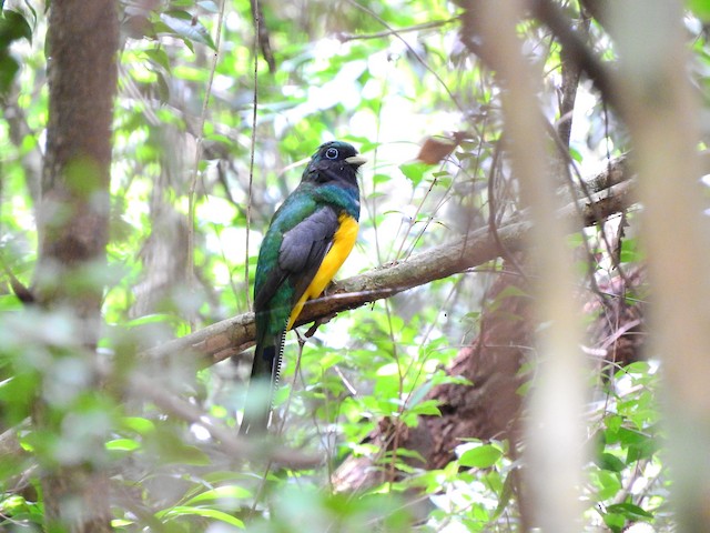 Photos - Atlantic Black-throated Trogon - Trogon chrysochloros - Birds of the World