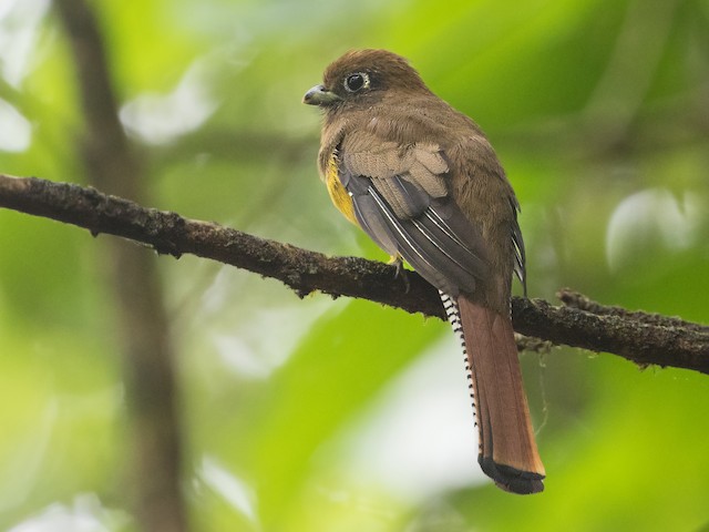 Photos - Atlantic Black-throated Trogon - Trogon chrysochloros - Birds of the World