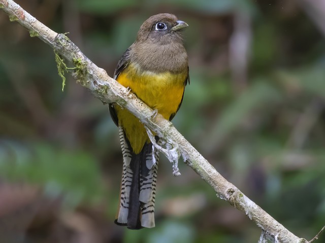 Photos - Atlantic Black-throated Trogon - Trogon chrysochloros - Birds of the World