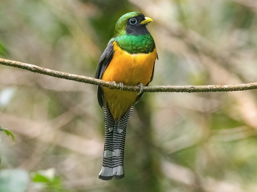 Black-throated Trogon (chrysochloros/muriciensis) - eBird