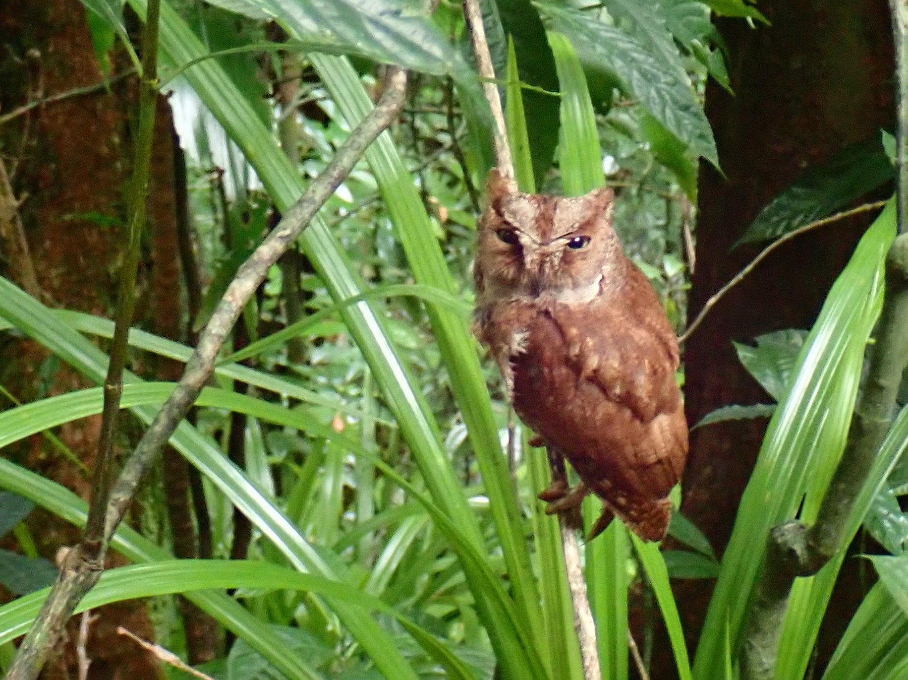 Principe Scops-Owl - eBird