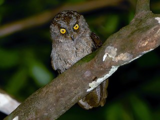 Principe Scops-Owl - eBird