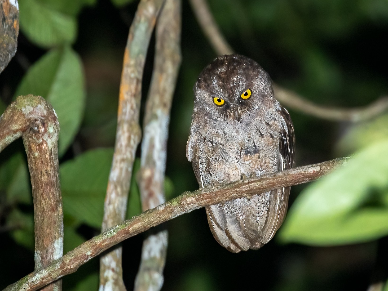 Principe Scops-Owl - eBird