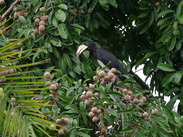 Photos - Congo Pied Hornbill - Lophoceros fasciatus - Birds of the World