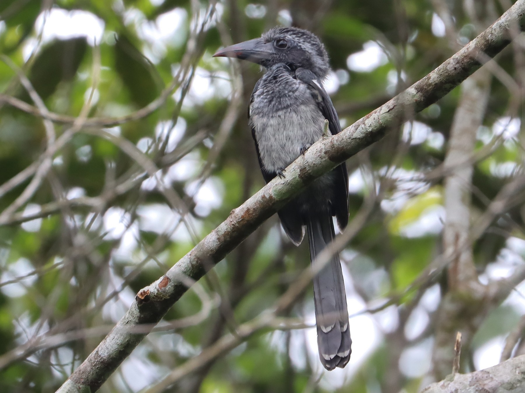 Western Dwarf Hornbill - eBird