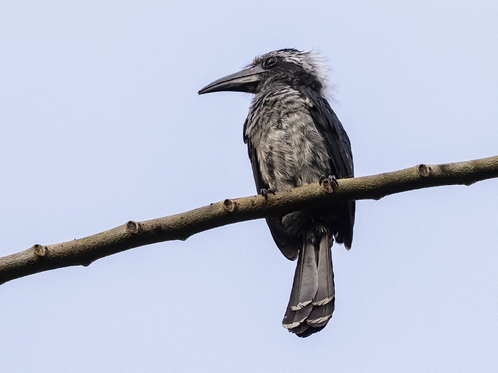 Western Dwarf Hornbill - eBird