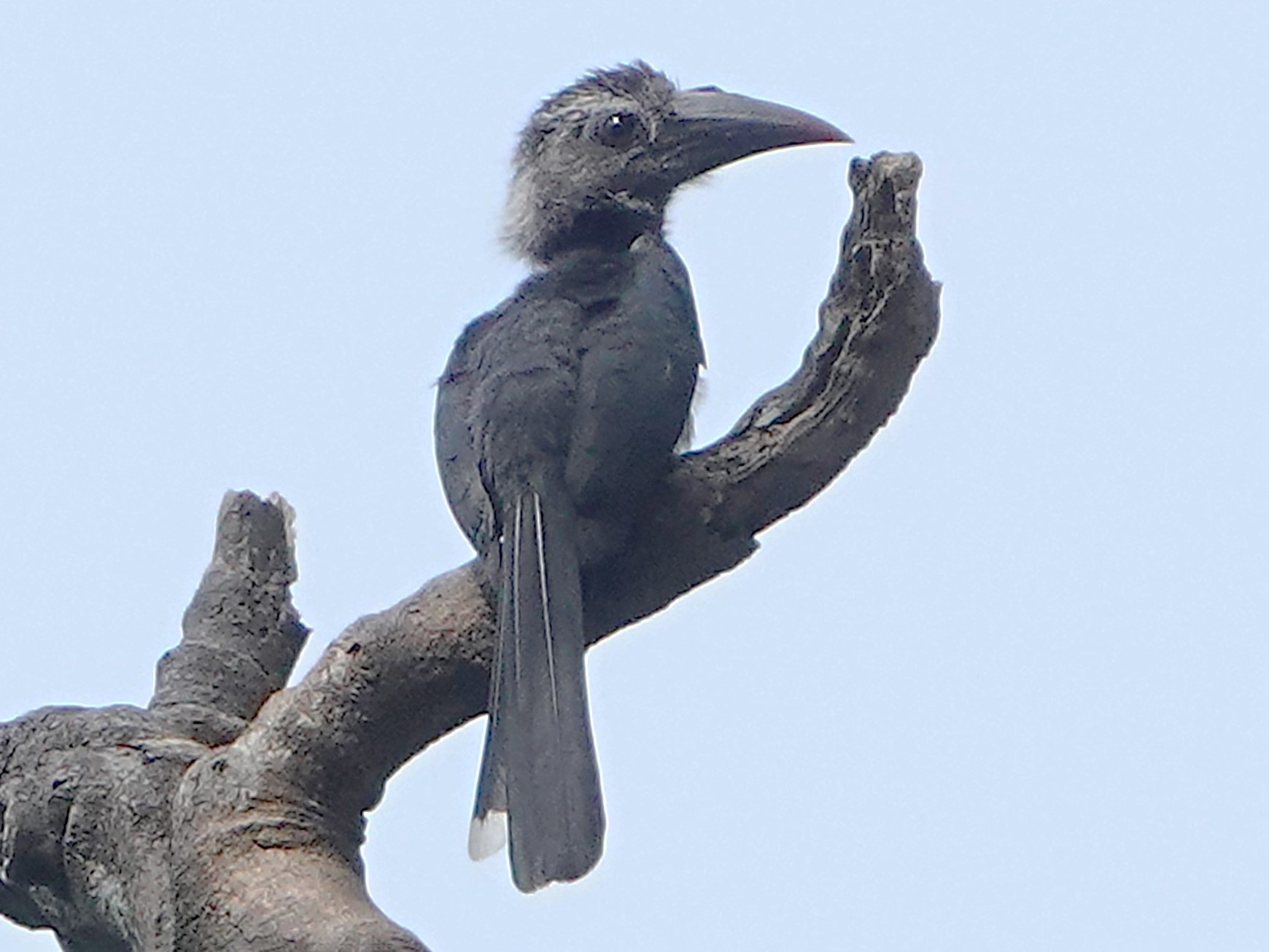 Western Dwarf Hornbill - eBird
