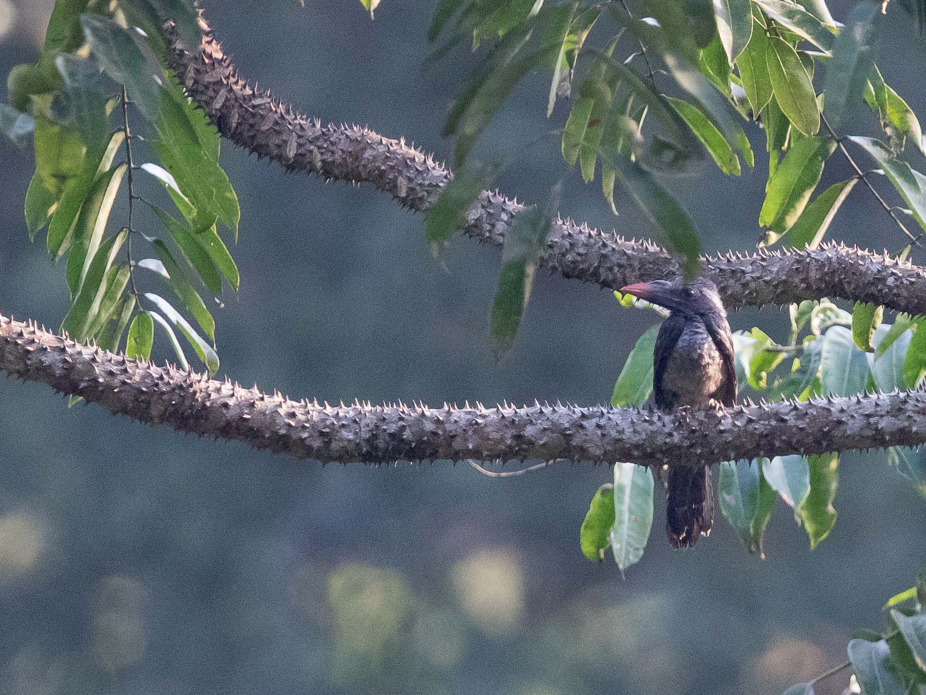 Western Dwarf Hornbill - eBird