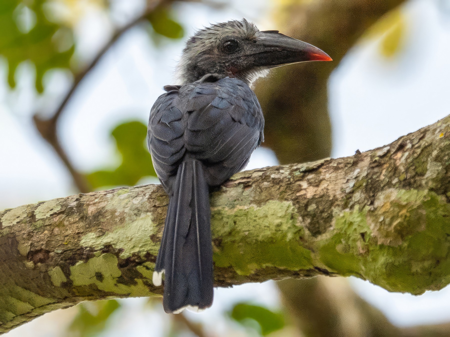 Western Dwarf Hornbill - eBird