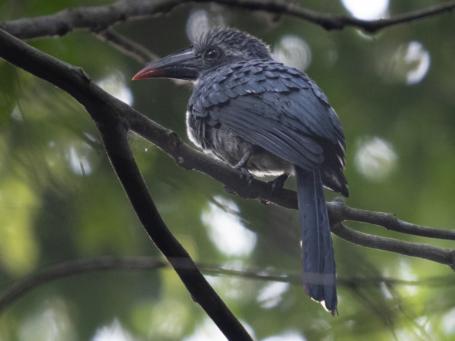 Western Dwarf Hornbill - eBird