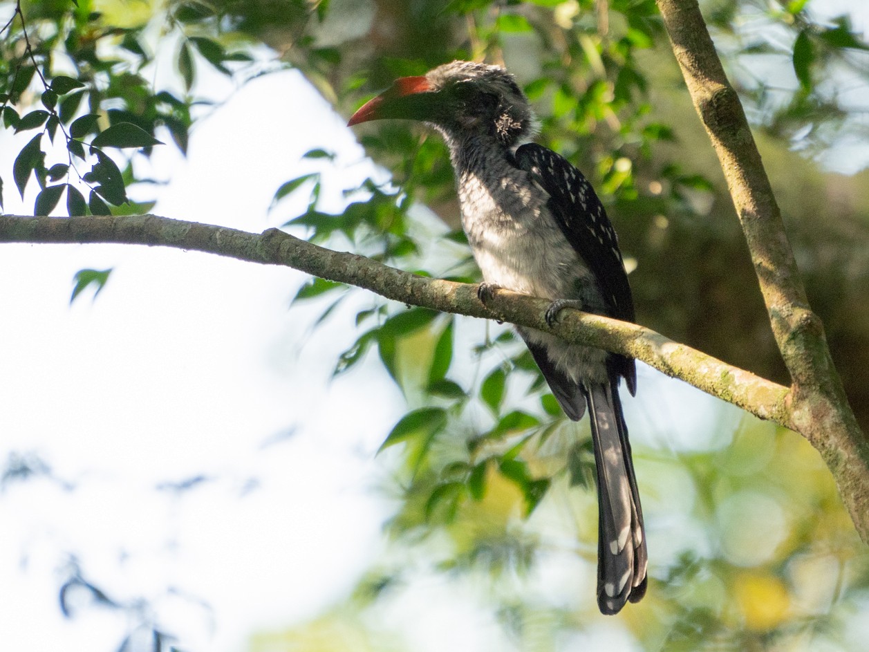 Eastern Dwarf Hornbill - eBird