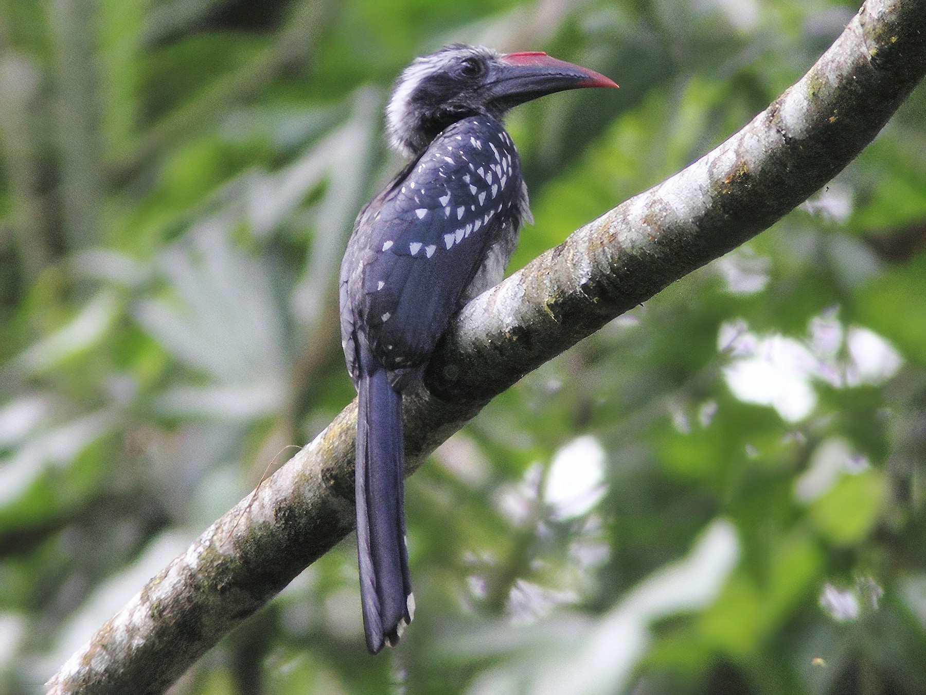 Eastern Dwarf Hornbill - eBird