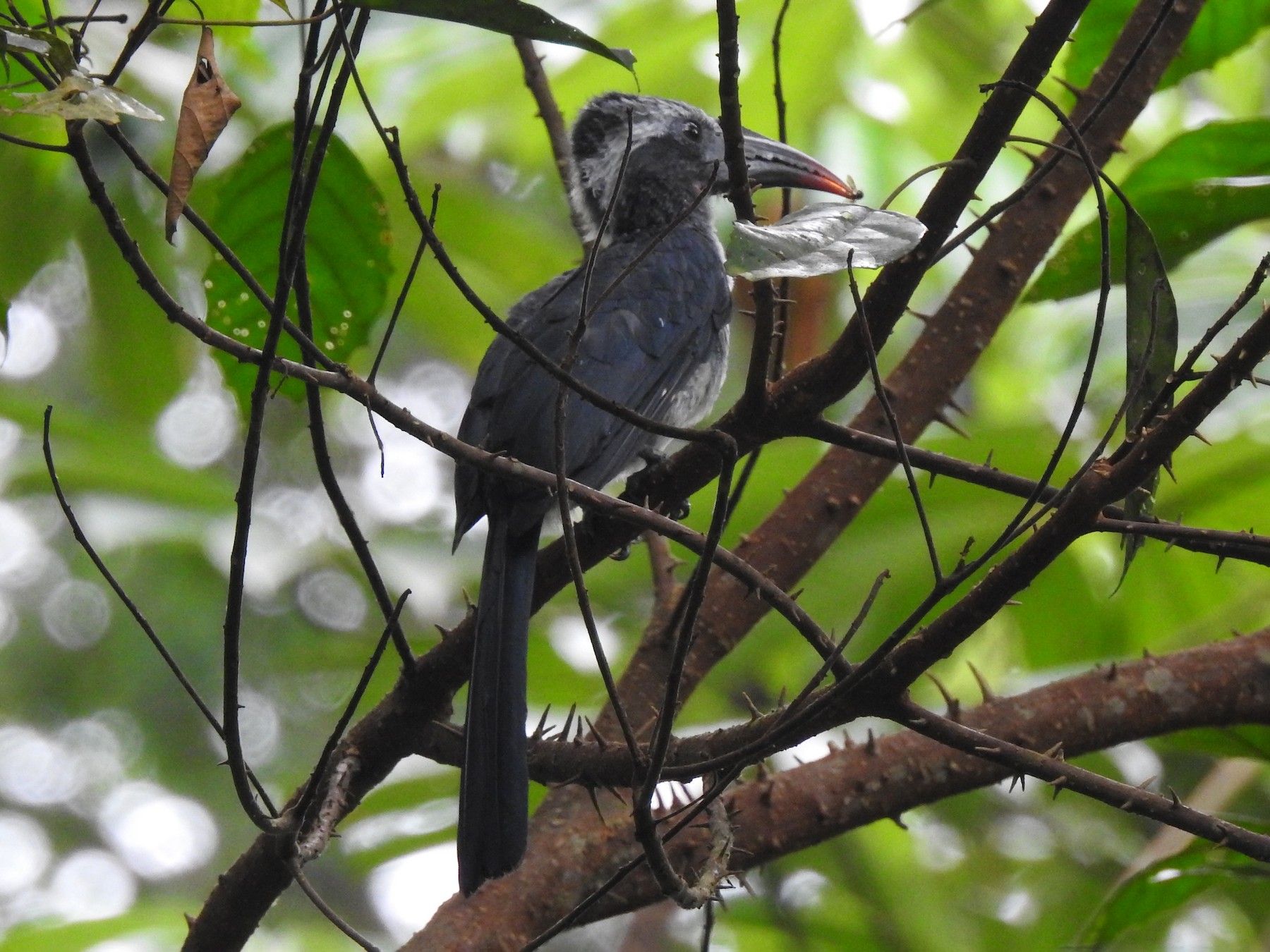 Eastern Dwarf Hornbill - eBird