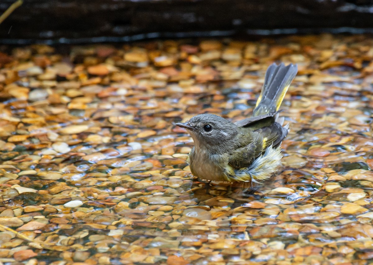 eBird Checklist - 12 Sep 2023 - Chapman Mountain Nature Preserve - 20 ...