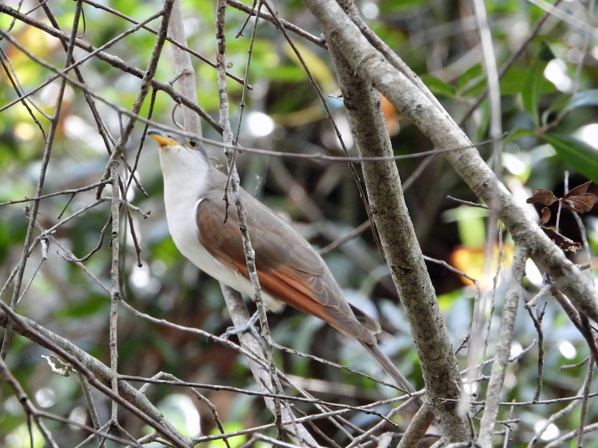 eBird Checklist - 12 Sep 2023 - Frenchman's Forest Nature Preserve - 12 ...