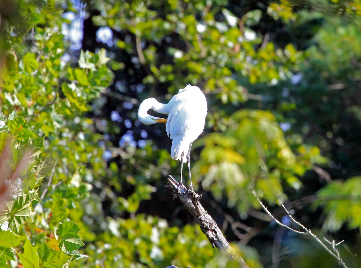 eBird Checklist - 12 Sep 2023 - Loch Raven Reservoir--Northampton ...