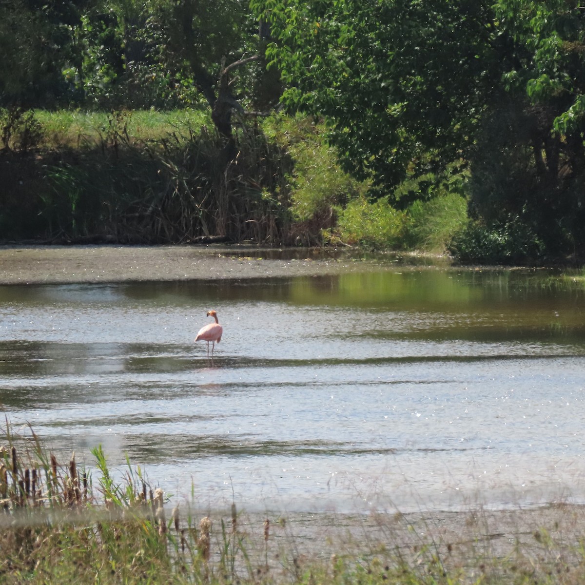 eBird Checklist - 11 Sep 2023 - Long Ln. Pond - 6 species