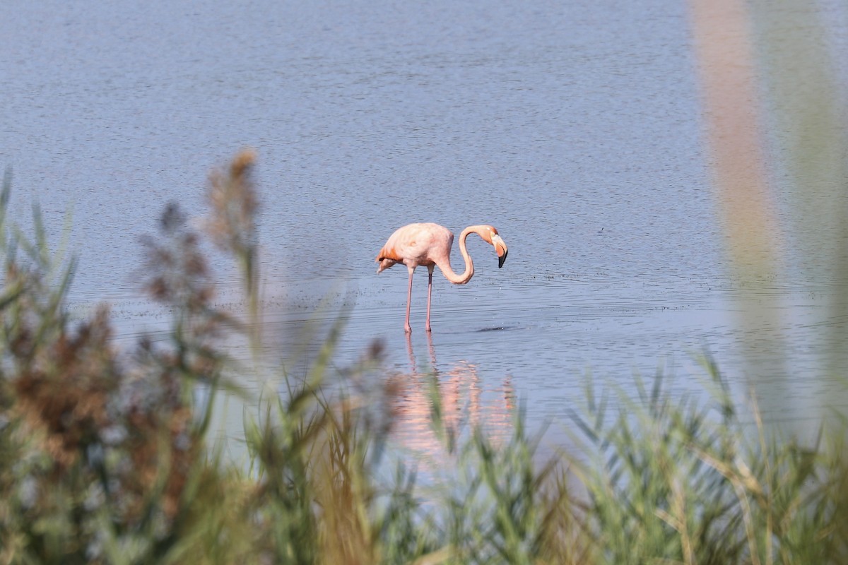 eBird Checklist - 12 Sep 2023 - Cape Romain NWR--Bulls Island - 42 species