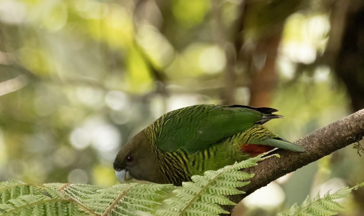 eBird Checklist - 11 Jul 2023 - Kumul Lodge - 3 species