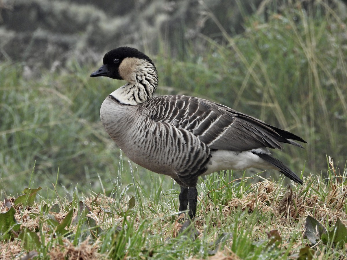 eBird Checklist - 10 Sep 2023 - Hakalau Forest NWR--Pua Akala Tract ...