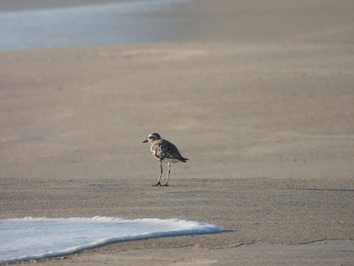 eBird Checklist - 13 Sep 2023 - Melbourne Beach -- Ocean Park - 9 species