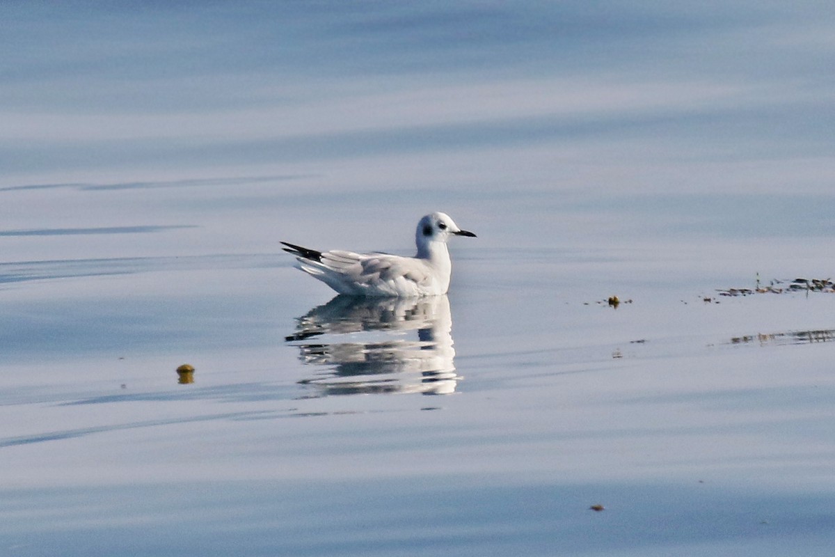 eBird Checklist - 5 Sep 2023 - Isles of Shoals to Old Scantum (NH ...