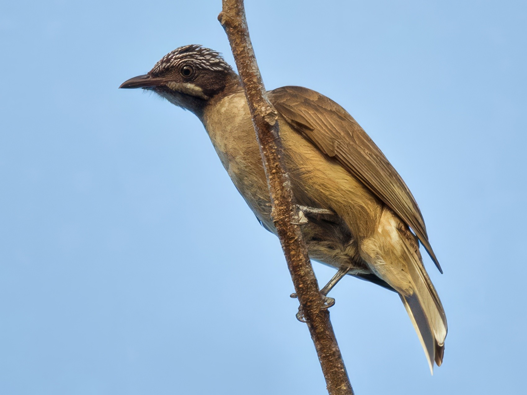 Méliphage à tête rayée - eBird