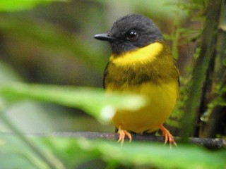 Banded Yellow Robin - eBird