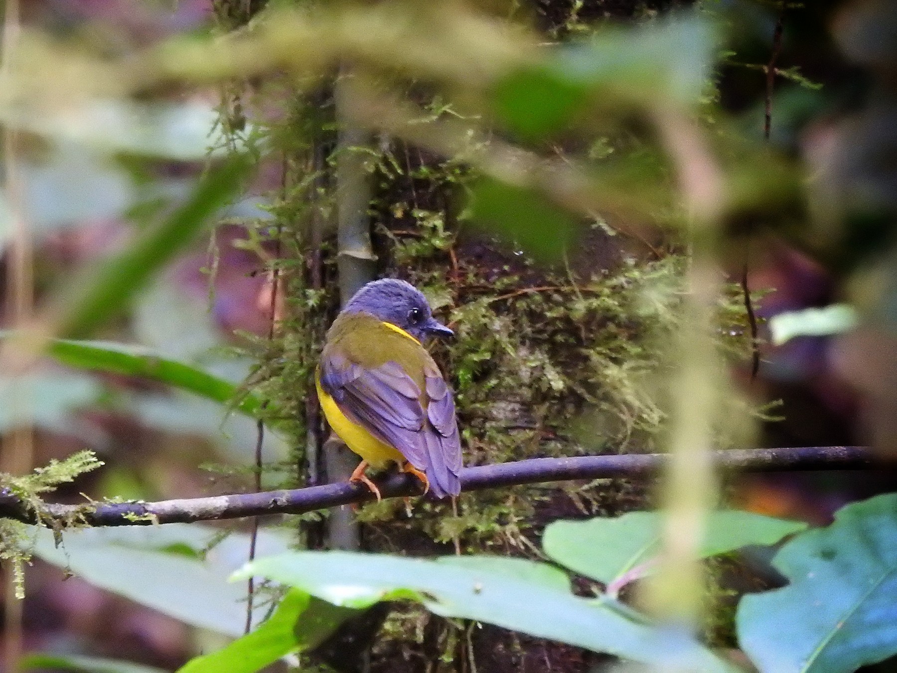 Banded Yellow Robin - eBird