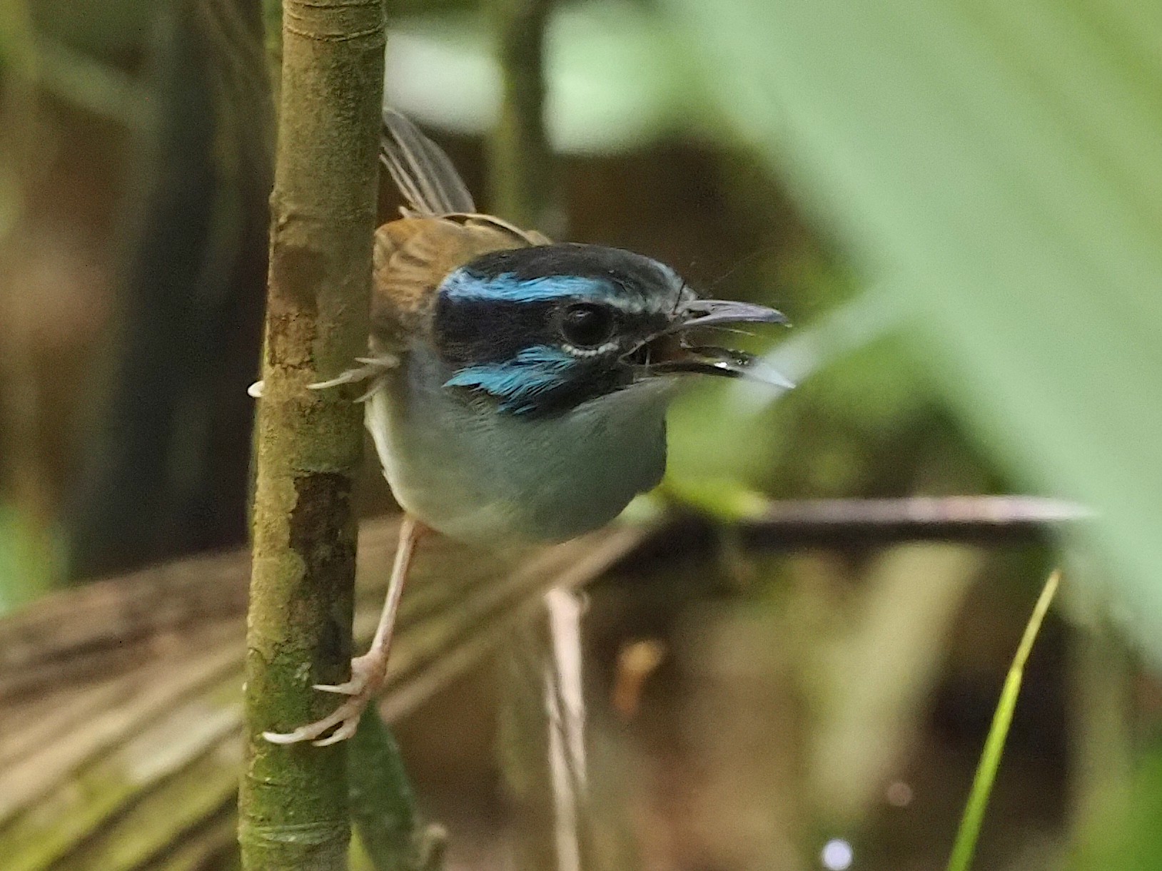 Campbell's Fairywren - eBird