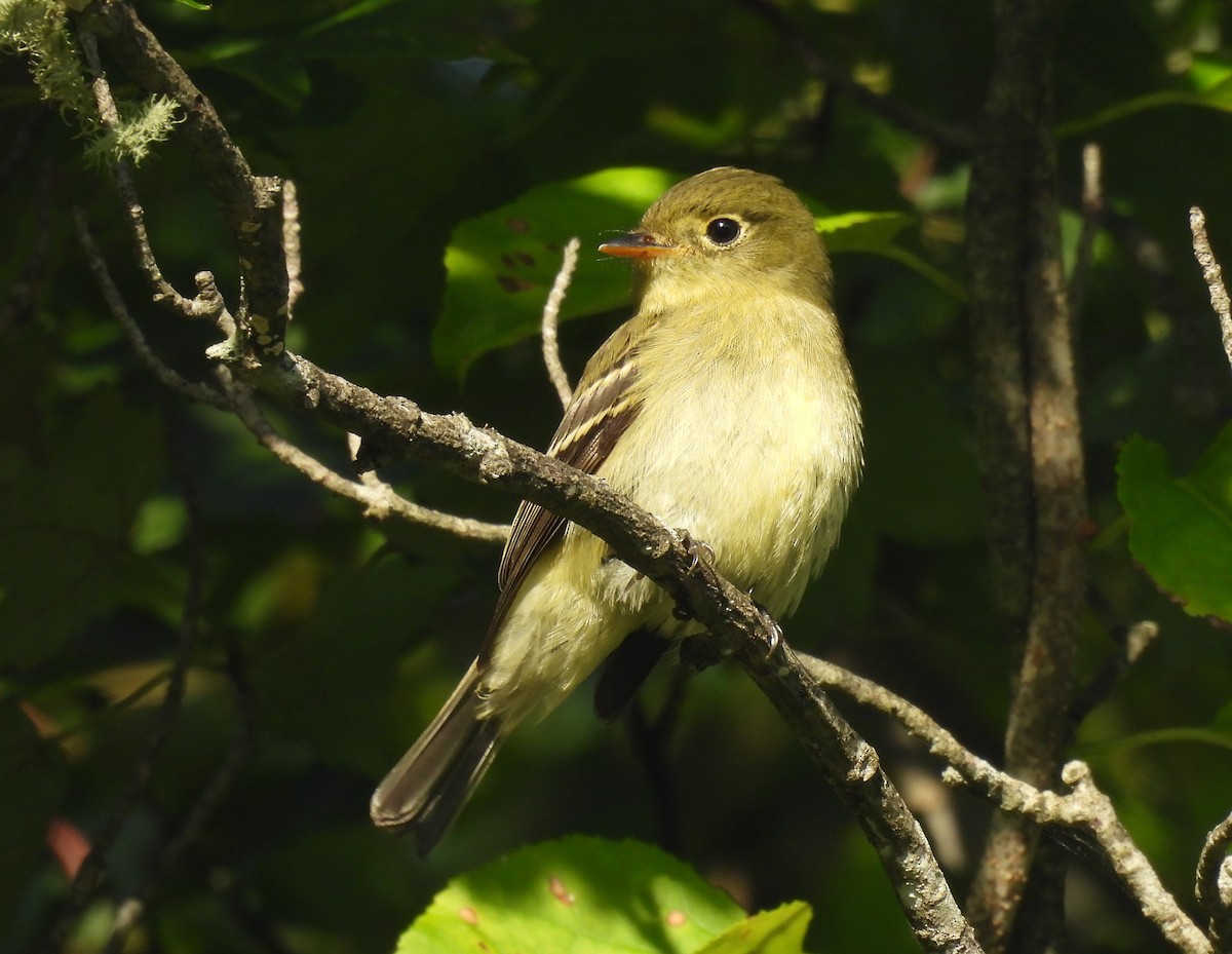 eBird Checklist - 13 Sep 2023 - Manomet Bird Observatory - 40 species