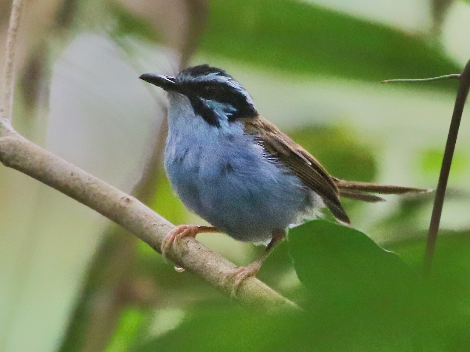 Campbell's Fairywren - eBird