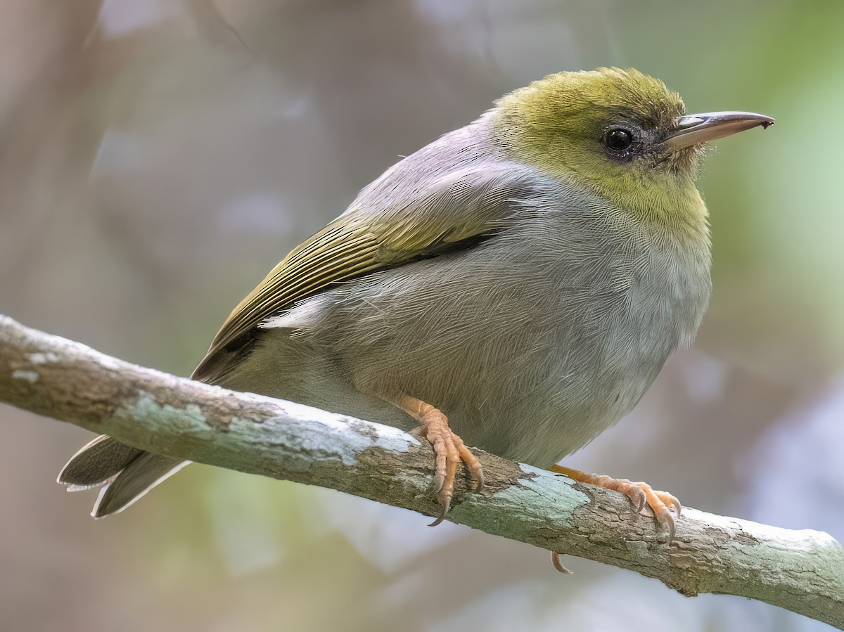 Large Lifou White-eye - Zosterops inornatus - Birds of the World